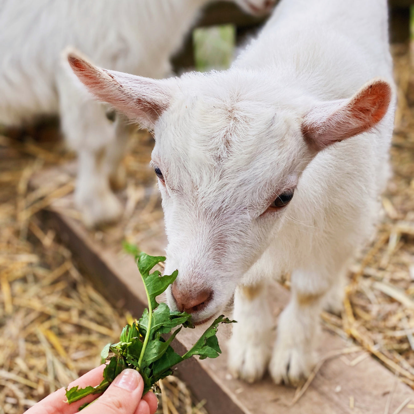 Lofoten Islands Food Tour - Explore Lofoten's culinary heritage ...